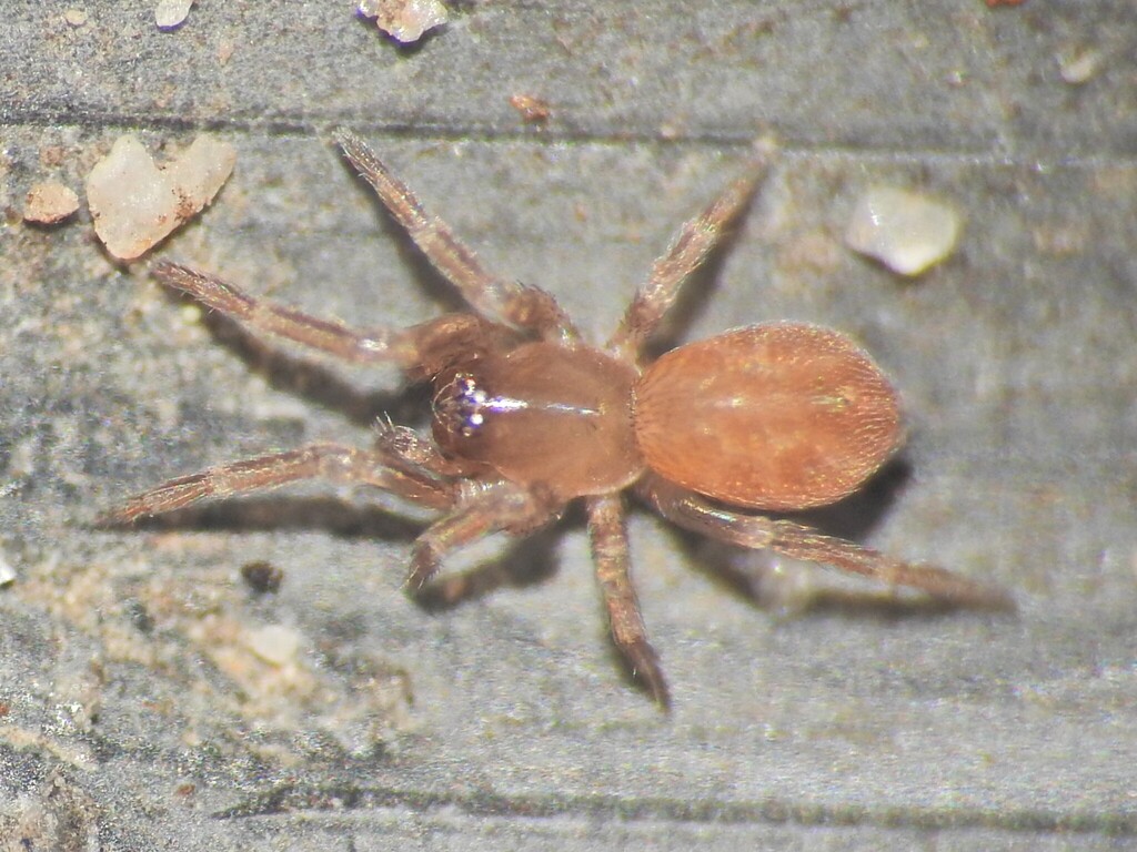 desid spiders from Talegalla Weir QLD 4650, Australia on June 15, 2025 ...