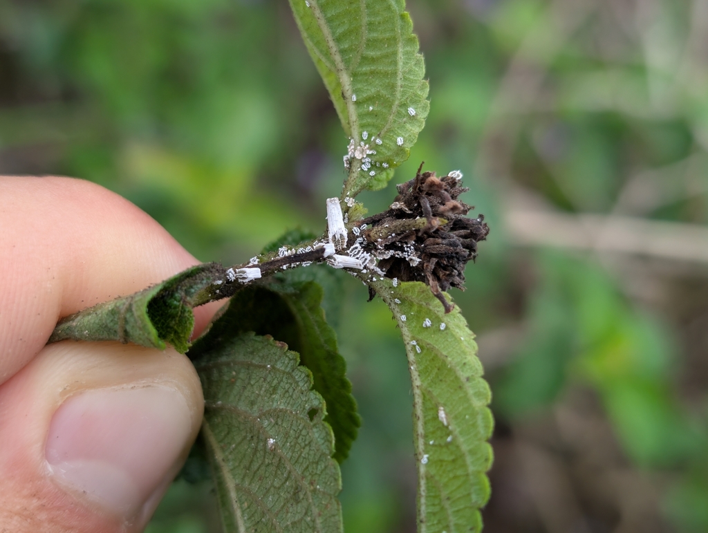 Greenhouse Orthezia from Kuliouou - Kalani Iki, Honolulu, HI, USA on ...