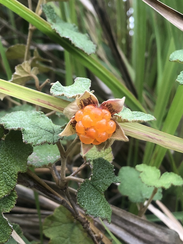 creeping Taiwan bramble from Mendis, Pangantucan, Bukidnon, PH on ...