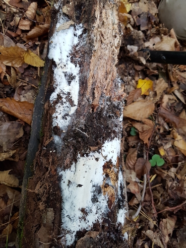 Trechispora candidissima · iNaturalist