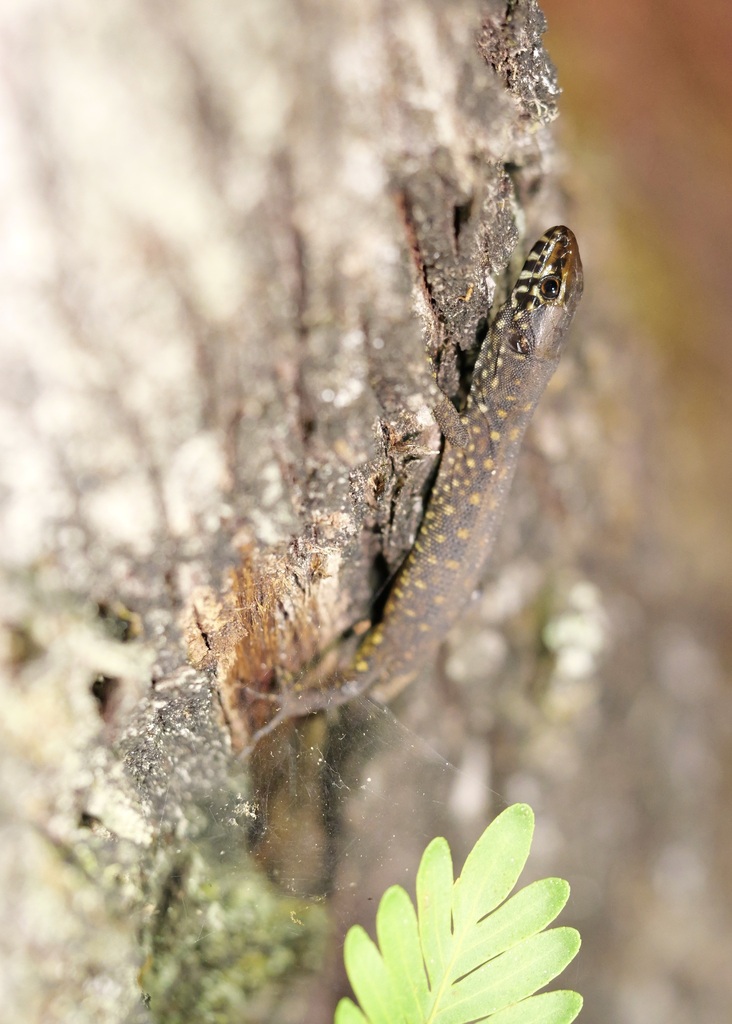 Madrean Tropical Night Lizard in June 2025 by micah_riegner · iNaturalist