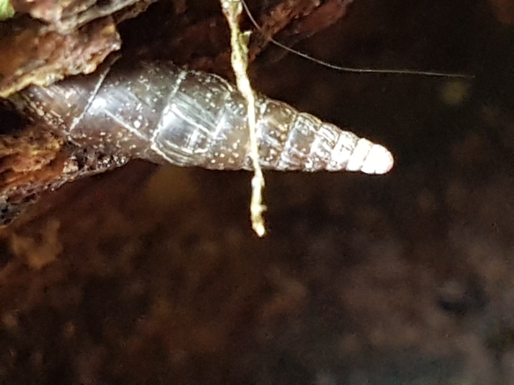 Plaited Door-snail from Bialowieski PN, Hajnówka, PL-PD, PL on ...
