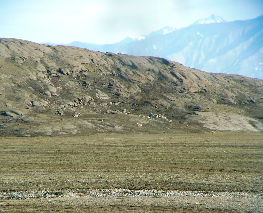 Polar Bear in July 2009 by Simon Crameri · iNaturalist