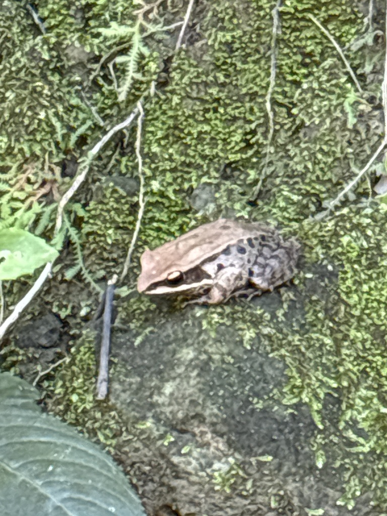 Olive Frog from 萬年峽谷, 古坑鄉, 雲林縣, TW on June 15, 2025 at 12:16 PM by tsai ...