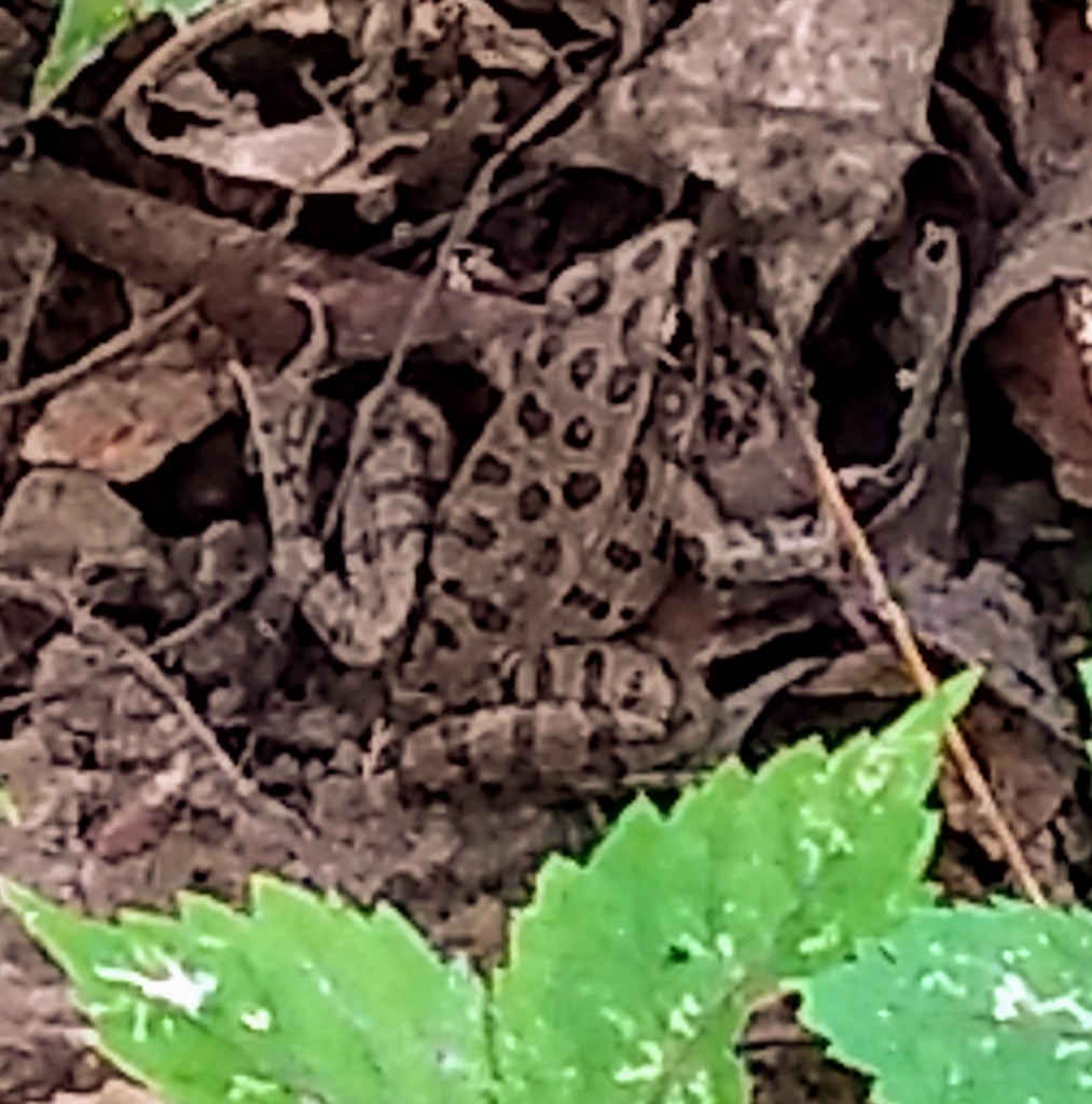 Plains Leopard Frog from Four Mile, NE 68410, USA on September 1, 2019 ...