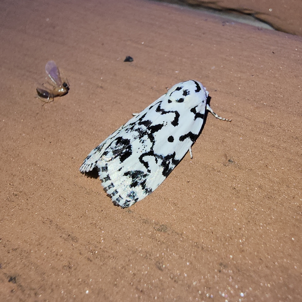 Hebrew Moth from Blythewood, SC, USA on June 15, 2025 at 12:10 AM by ...