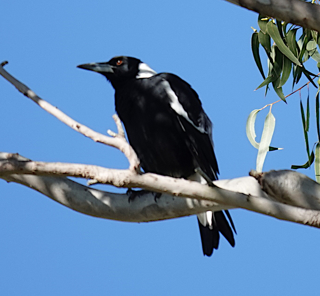 Australian Magpie from Archerfield Wetlands-1, Brisbane QLD, Australia ...