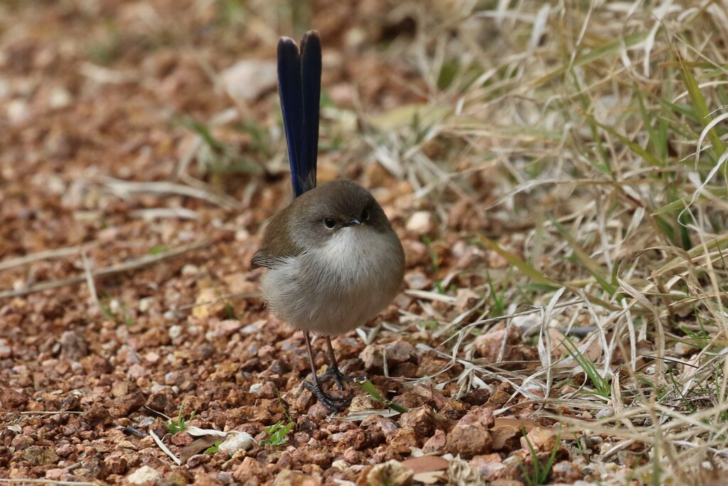Superb Fairywren from Jerrabomberra Wetlands, ACT, Australia on June 13, 2025 at 01:37 PM by ...