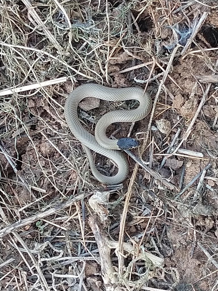 Curl Snake from Booroorban NSW 2710, Australia on June 15, 2025 by David Nevinson. Under tin ...