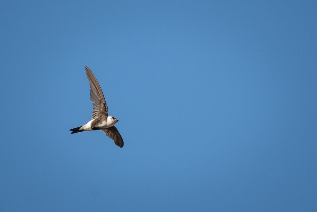 Andean Swift from Arica Province, Arica y Parinacota Region, Chile on ...
