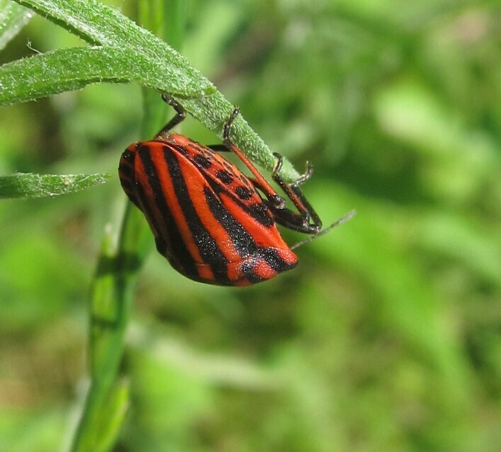 European Striped Shield Bug from 2500 Baden, Österreich on June 13 ...