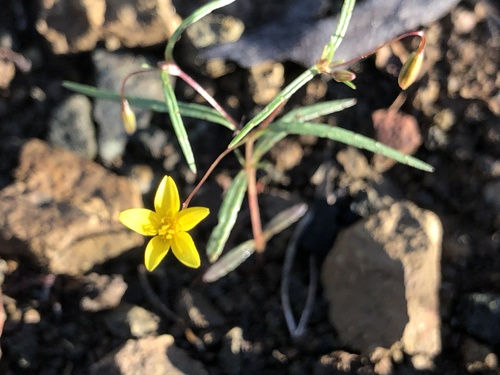 Limoncillo (Pectis filipes)