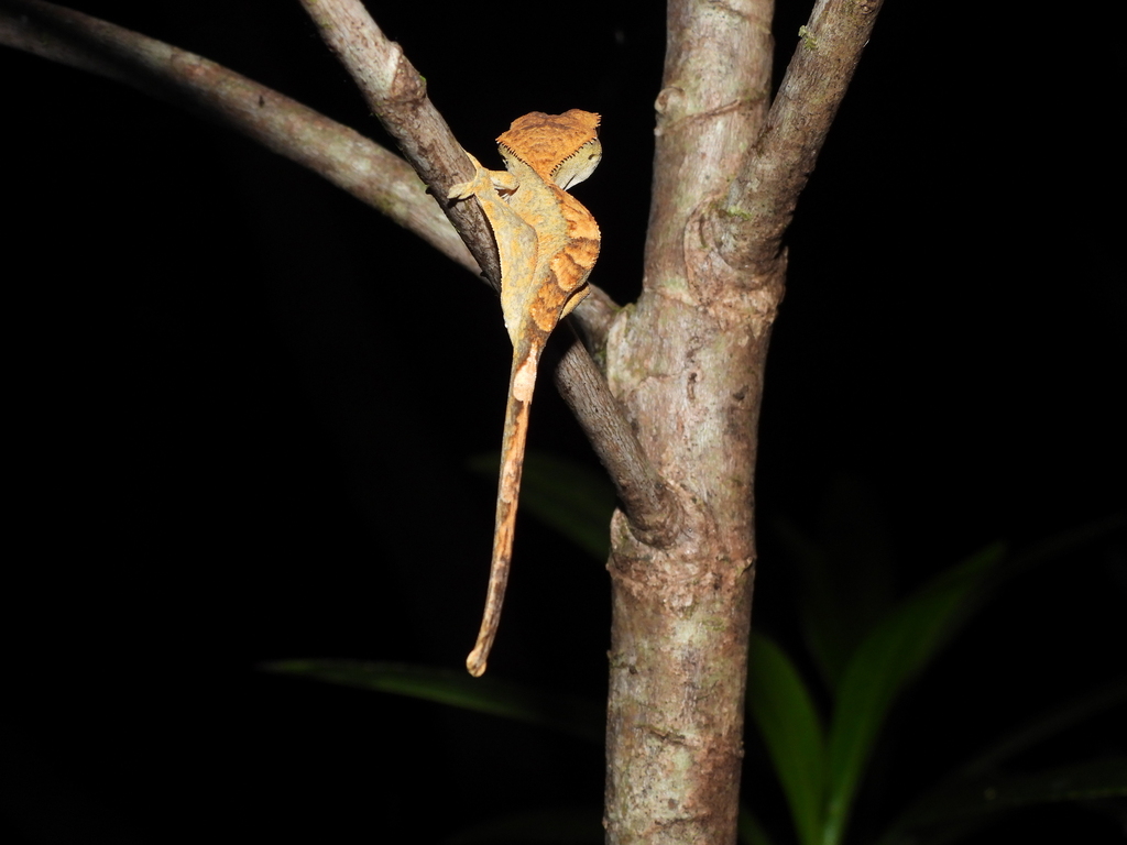 Crested Giant Gecko in June 2025 by stephentho · iNaturalist