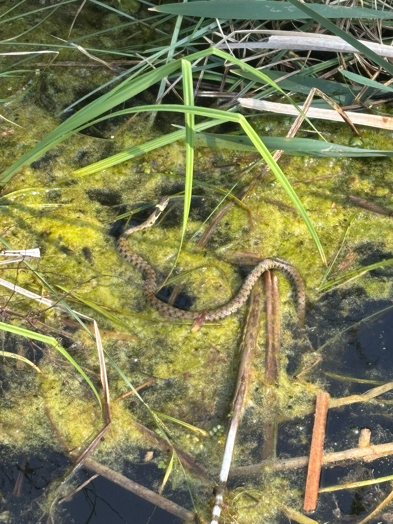 barred grass snake from Cambridge, England, GB on June 14, 2025 at 04: ...