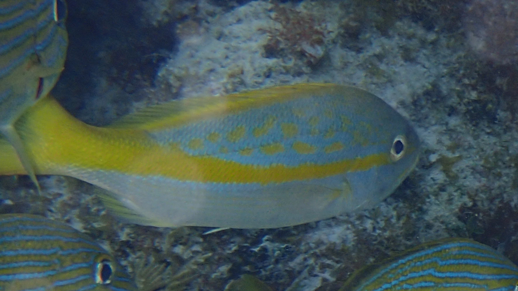 Yellowtail Snapper from Belize, BZ on May 21, 2016 at 03:30 PM by Logan ...