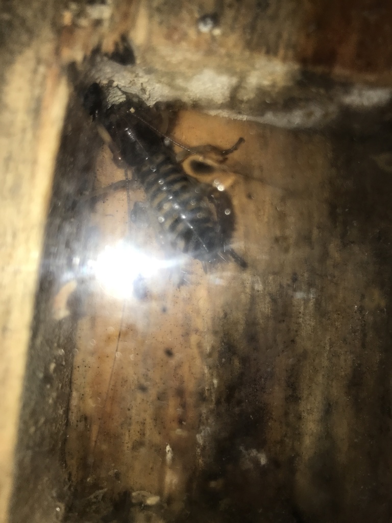 Wellington Tree Wētā from Wellington, NZ-WG, NZ on June 15, 2025 at 10: ...