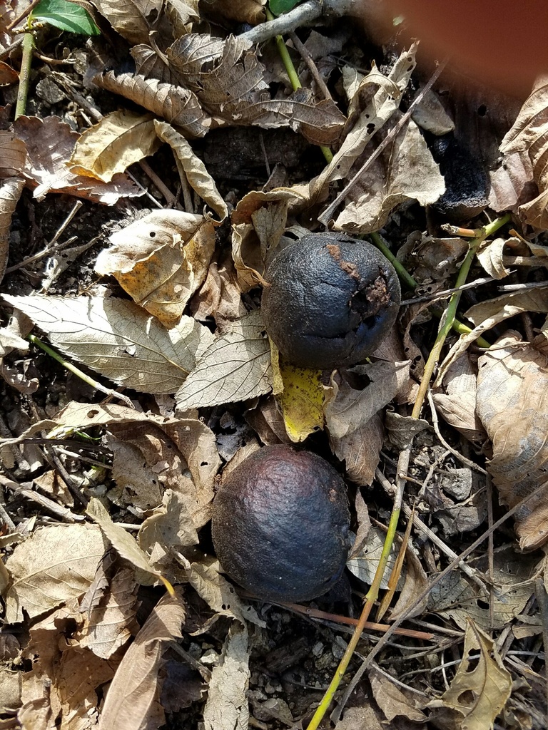 eastern black walnut from Lyon County, KS, USA on October 12, 2016 at ...