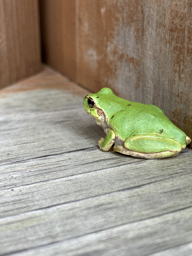 Japanese Tree Frog from Tango-Amanohashidate-Oeyama Quasi-National Park ...
