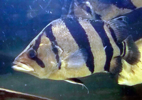 New Guinea Tiger Perch (Datnioides campbelli) · iNaturalist