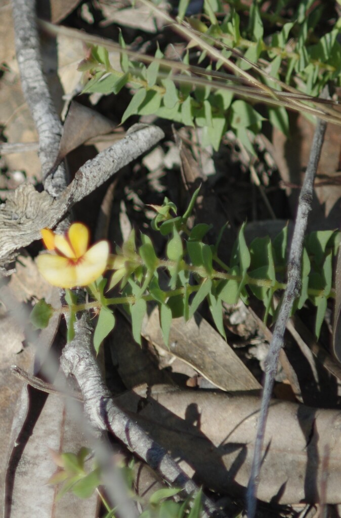 spiny bush-pea from Oakhurst QLD 4650, Australia on June 15, 2025 at 11 ...