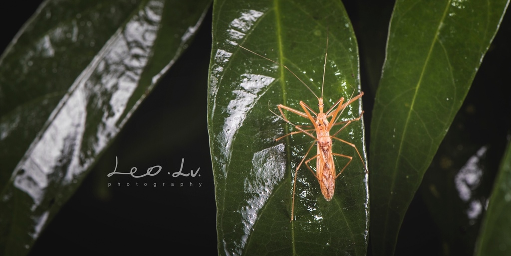 Epidaus insularis from 乐东黎族自治县, 海南省, CN on July 26, 2019 at 11:43 PM by ...