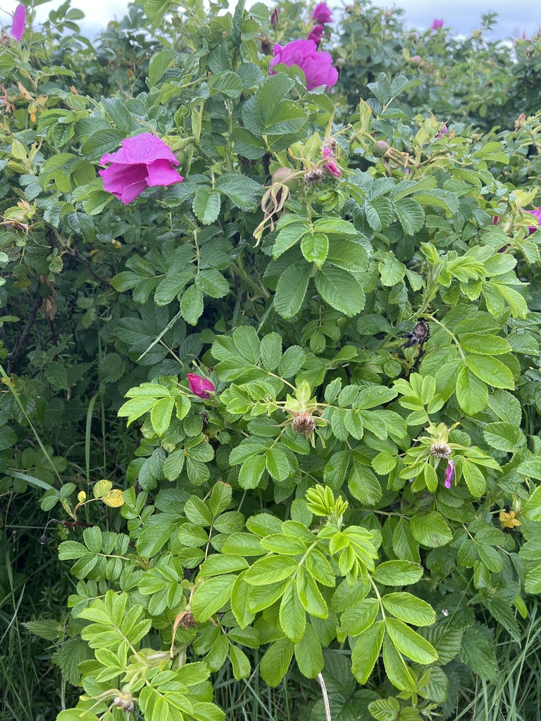 rugosa rose from Eglinton Road, Ardrossan, Scotland, GB on June 15 ...
