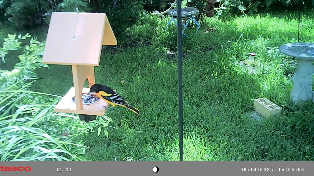 Baltimore Oriole from Benbrook, TX, USA on June 14, 2025 at 03:04 PM by ...