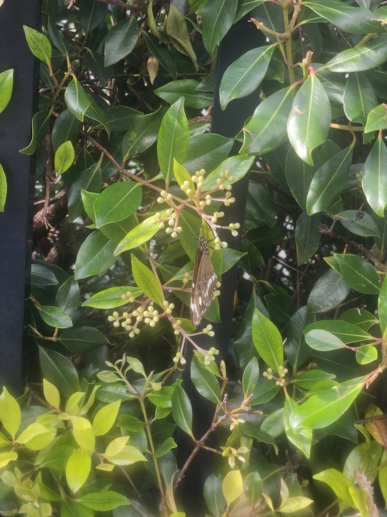 Common Crow Butterfly from Terrigal NSW 2260, Australia on June 15 ...