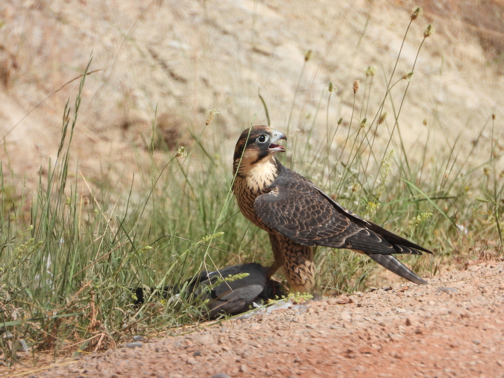 Mediterranean Peregrine Falcon from Barcelona, Espanya on June 15, 2025 ...