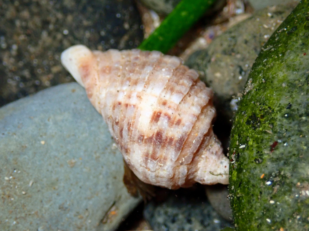 Cart-Rut Shell from Bateau Bay Beach, NSW, Australia on June 13, 2025 ...