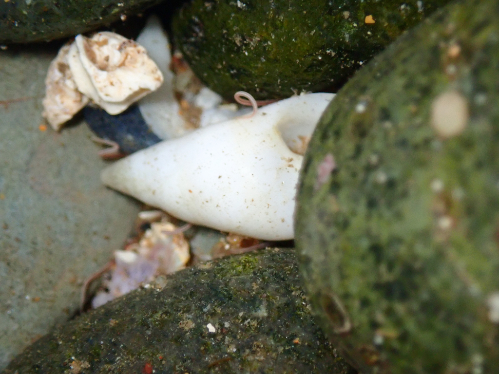yellow-coated clusterwink from Bateau Bay Beach, NSW, Australia on June ...