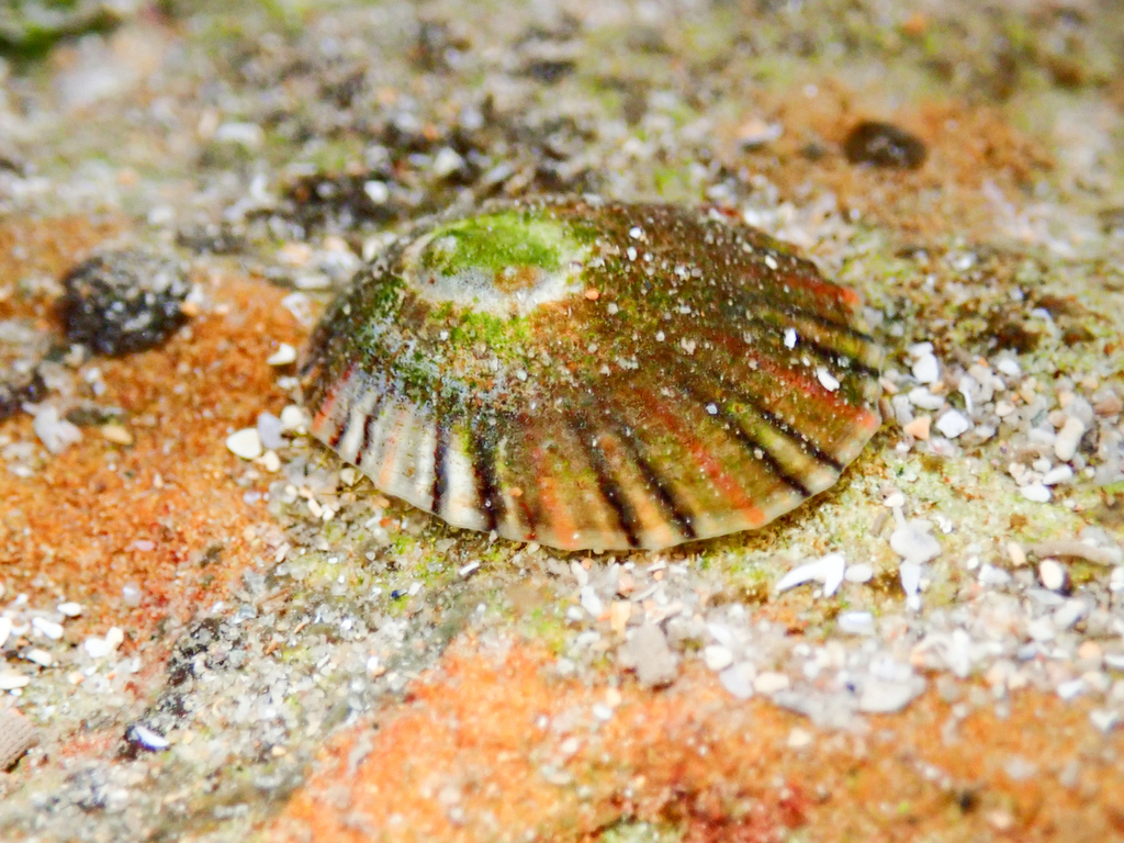 Variegated limpet from Bateau Bay Beach, NSW, Australia on June 13 ...