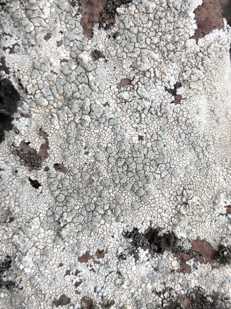 White Rim Lichen (Fungi and Lichen, Mosses, Liverworts, Red Algae ...