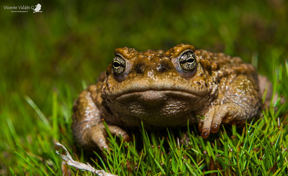 Sapo Espinoso Andino (Anfibios de la Ciudad de Cochabamba) · iNaturalist