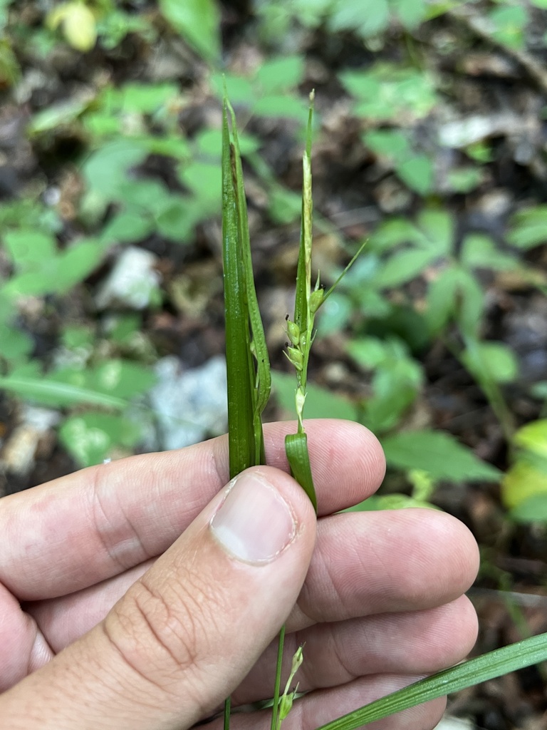 Hitchcock's Sedge from Texas County, MO, USA on June 14, 2025 at 12:45 ...