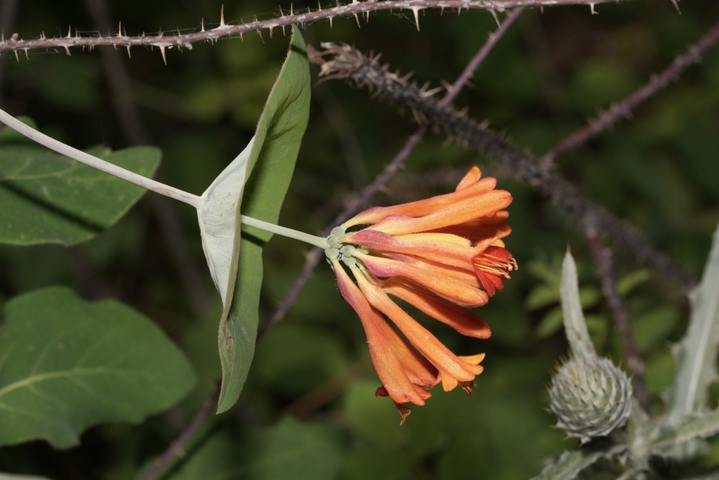 orange honeysuckle from Highway 207 S, Fossil, OR, US on June 11, 2025 ...