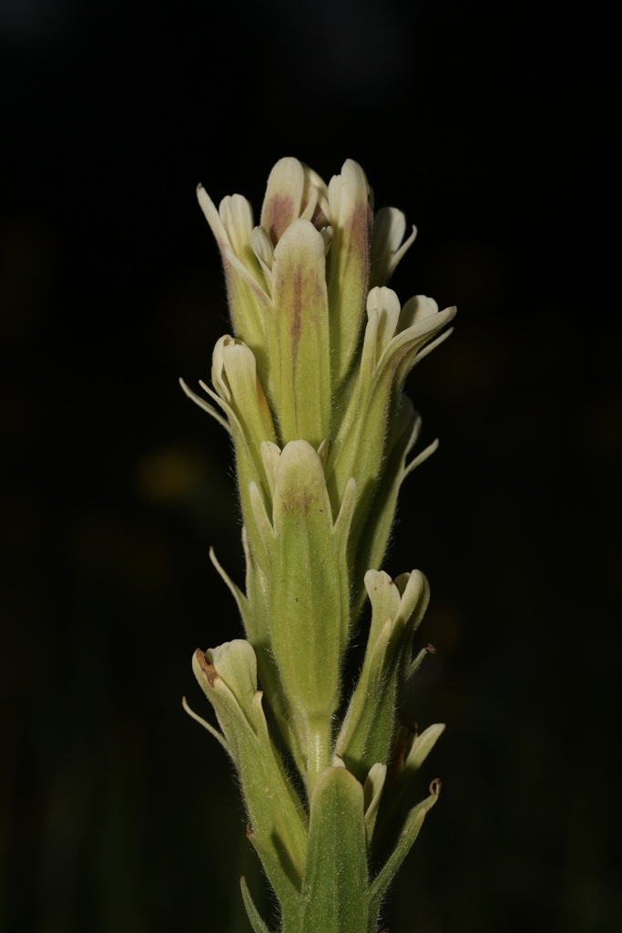Cusick's Paintbrush in June 2025 by Michael Stein · iNaturalist