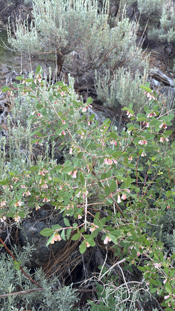 Roundleaf Snowberry from CA-158, June Lake, CA, US on June 15, 2025 at ...