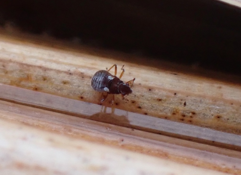 Velvet Water Bugs from Cape Elizabeth, ME, USA on March 22, 2025 at 01: ...