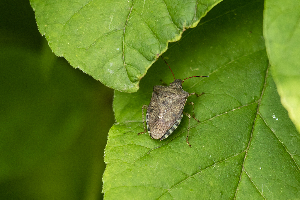 Dusky Stink Bug from Houston County, MN, USA on June 13, 2025 at 10:45 ...