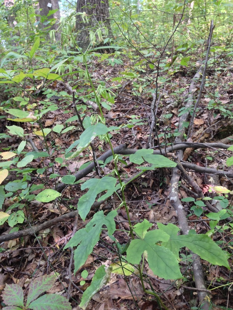 tall rattlesnake root (Nabalus altissimus) - Botanical Realm