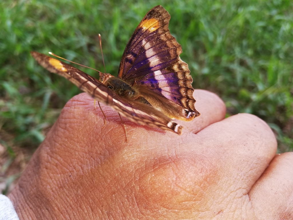 Pavon Emperor from Ocosingo, Chis., México on September 22, 2019 at 11: ...