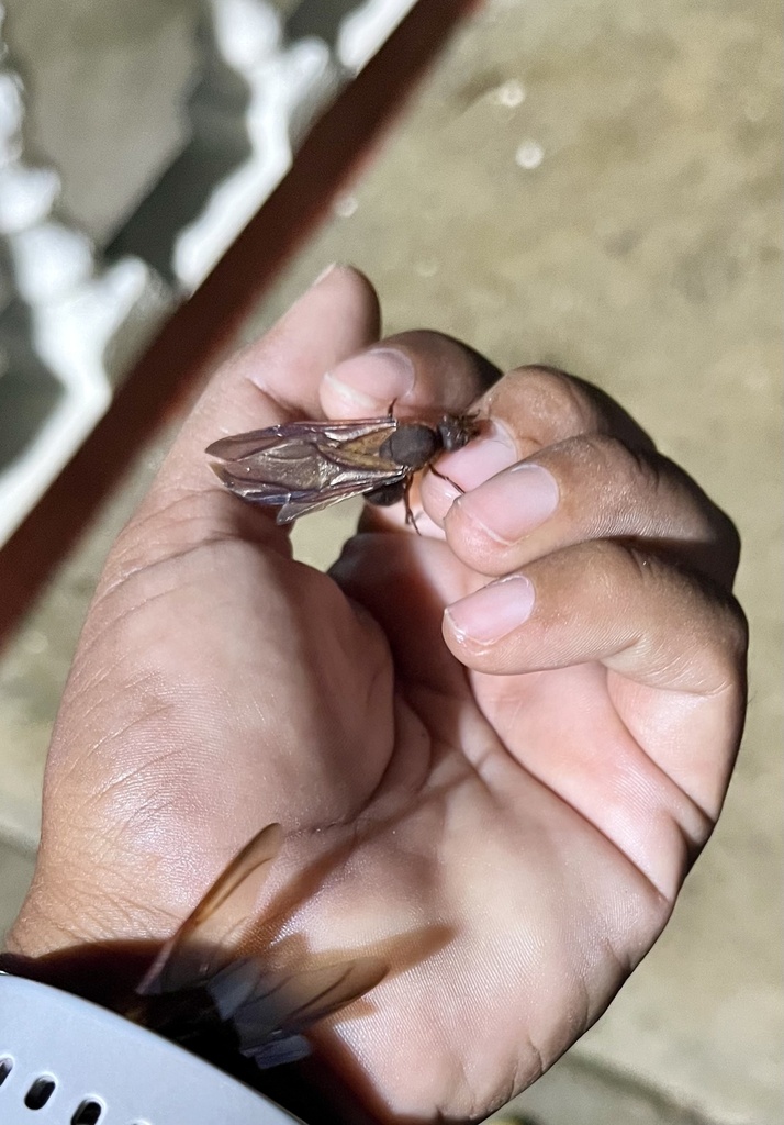 Chicatana Leafcutter Ant from Base Naval, Acapulco, Gro., MX on June 15 ...