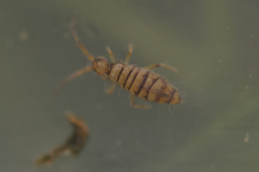Dimorphic Springtail in June 2025 by Timothy Lindsey · iNaturalist