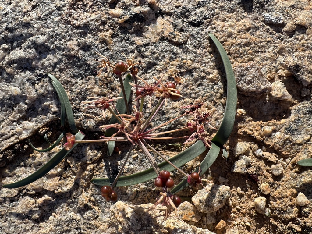 Match Sambreeltjie from Steinkopf Rural, Springbok, Northern Cape, ZA ...