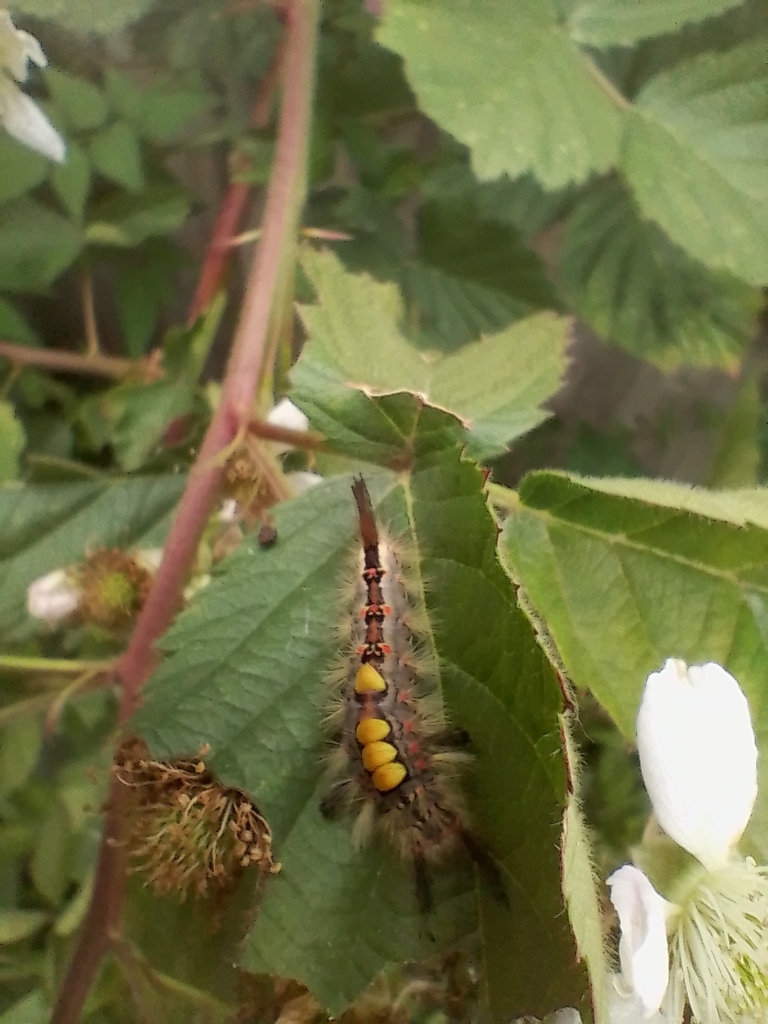 Rusty Tussock Moth from Stourbridge DY8, UK on June 15, 2025 at 05:33 ...