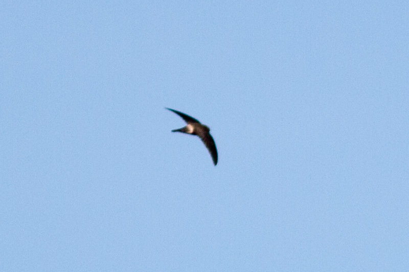 Australian Swiftlet (Aerodramus terraereginae) - Avian Discovery