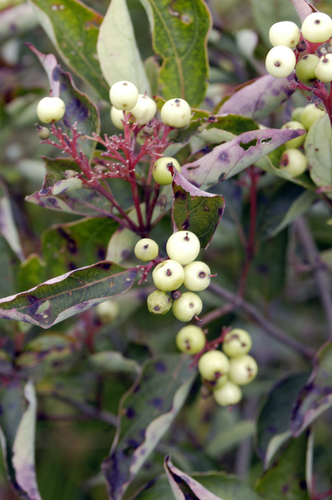 Gray Dogwood (Swida racemosa) · iNaturalist