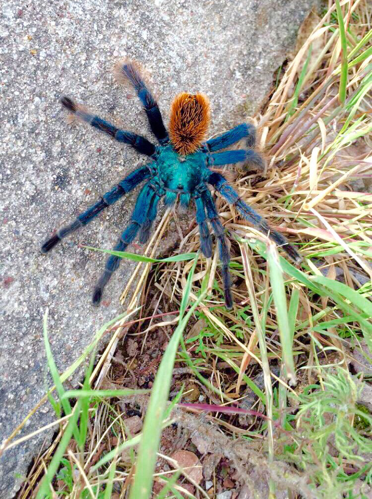 North American Cobalt Tarantula in October 2016 by vorona. I found it ...