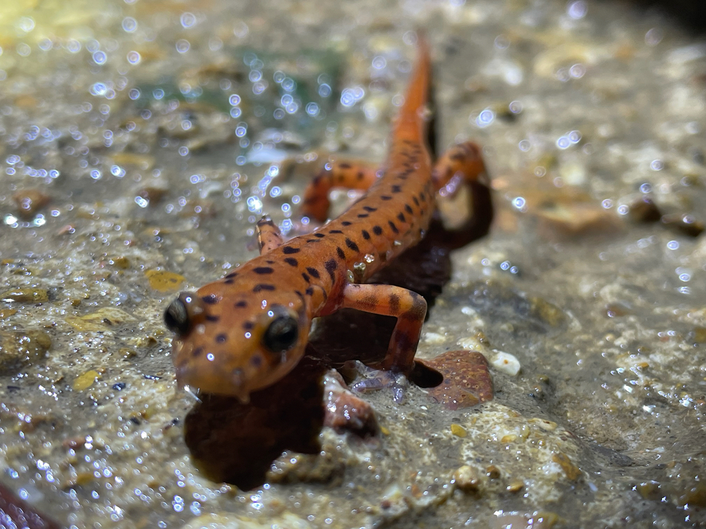 Cave Salamander from SSR-H, Leasburg, MO, US on June 5, 2025 at 10:10 ...